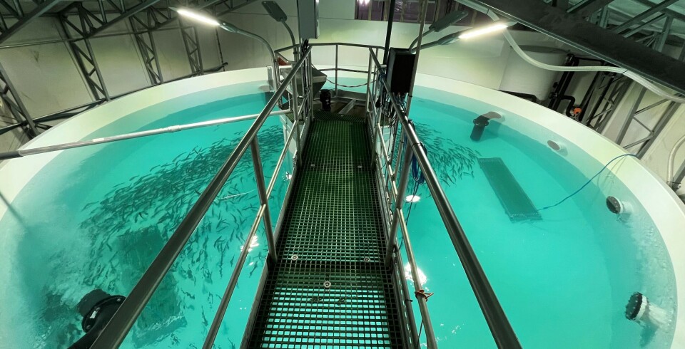 Fisken har vokst fra 100 gram til ett kilo på fire måneder Fisken har vokst fra 100 gram til ett kilo på fire måneder